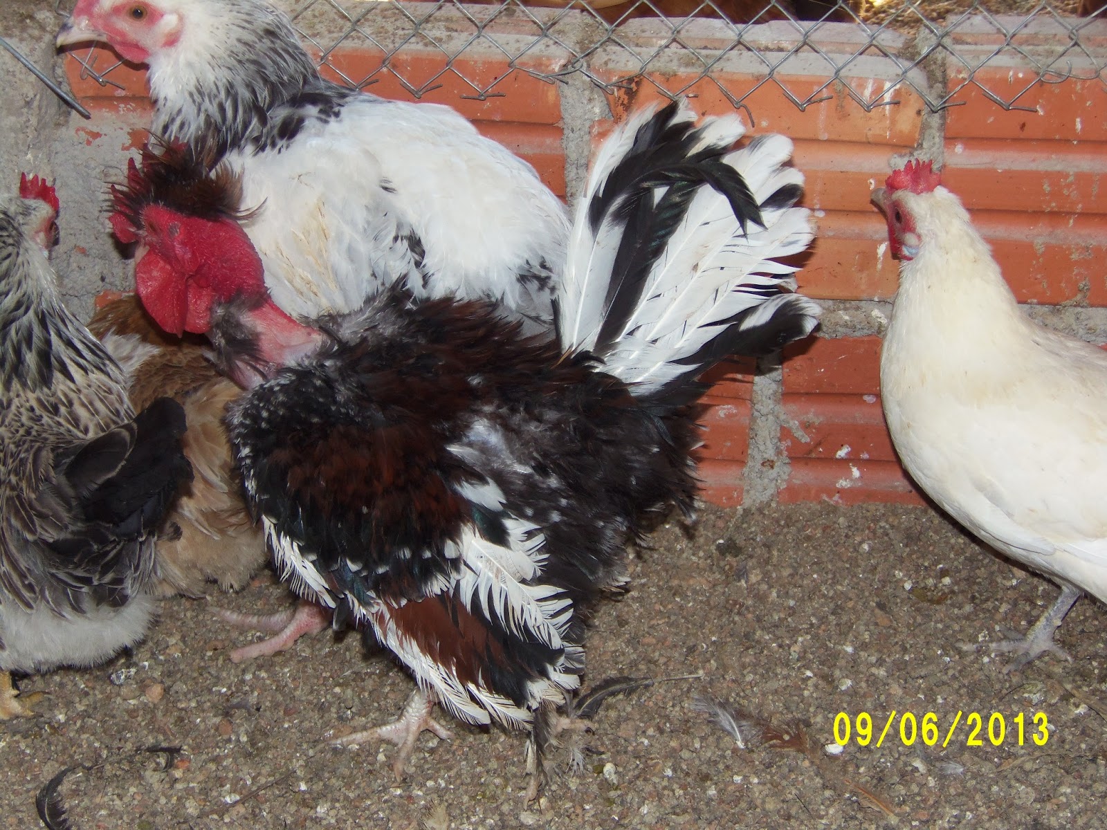 .: GARNIZÉ PESCOÇO PELADO ARREPIADO SURO DE TOPETE E PENAS NOS PÉS