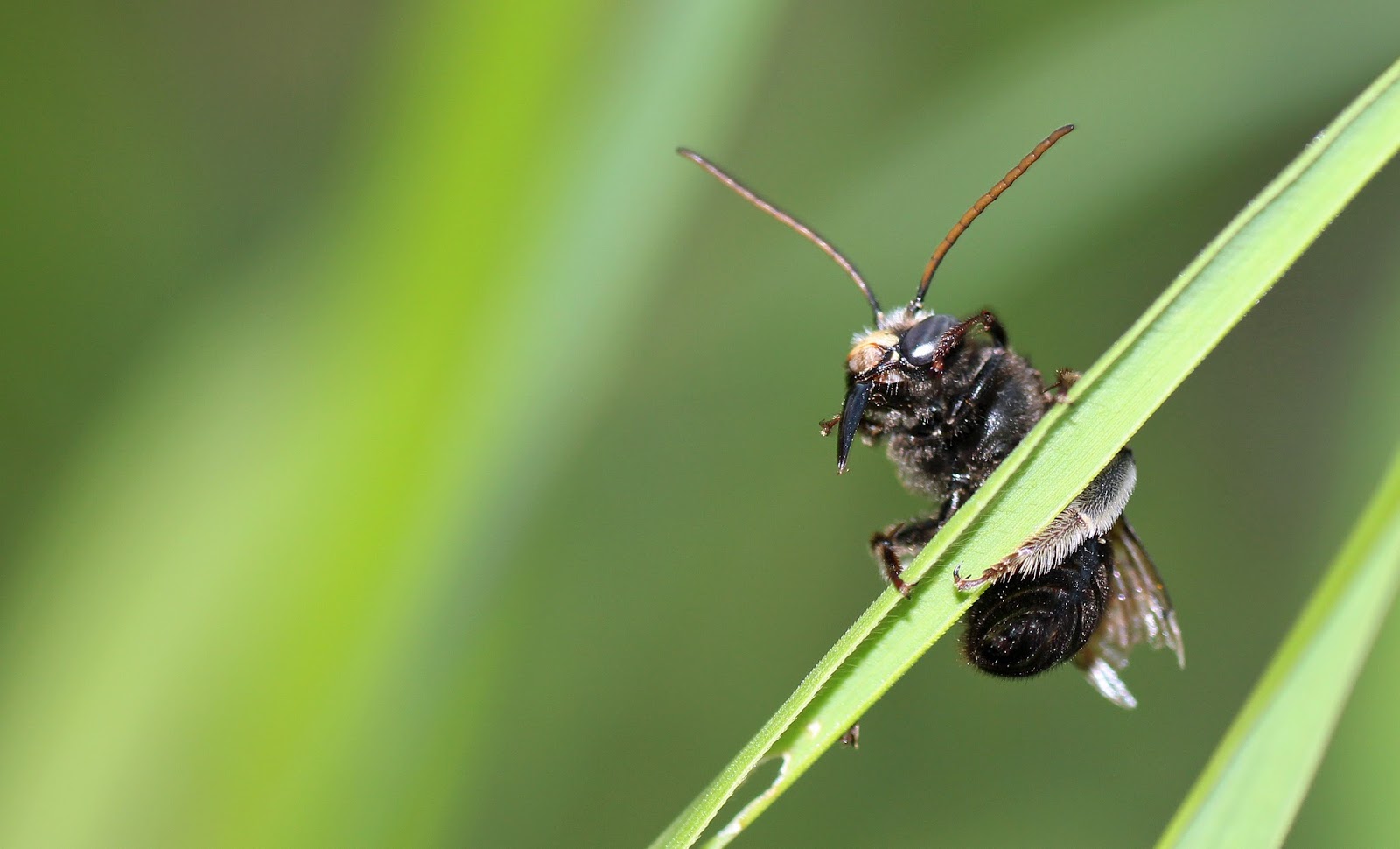 MObugs: Two-Spotted Longhorn Bee