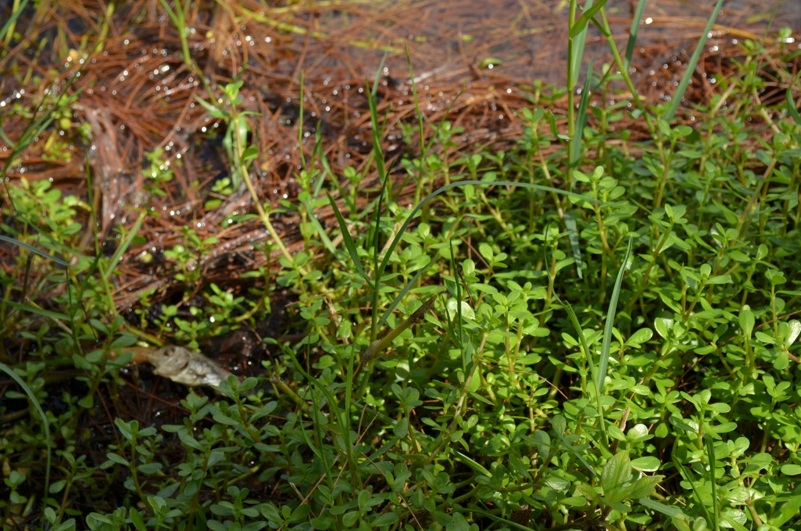 Biodiversity in Saipan - Salvi Villanueva & Patrick Llaban: Susupe Lake!