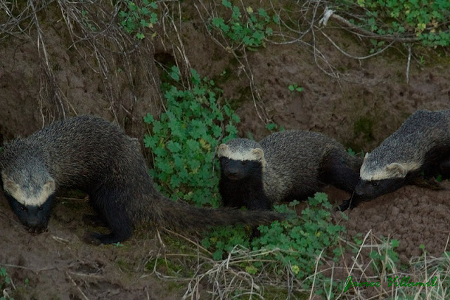Uruguay y sus curiosidades-Uruguay and its curiosities: LESSER GRISON ...