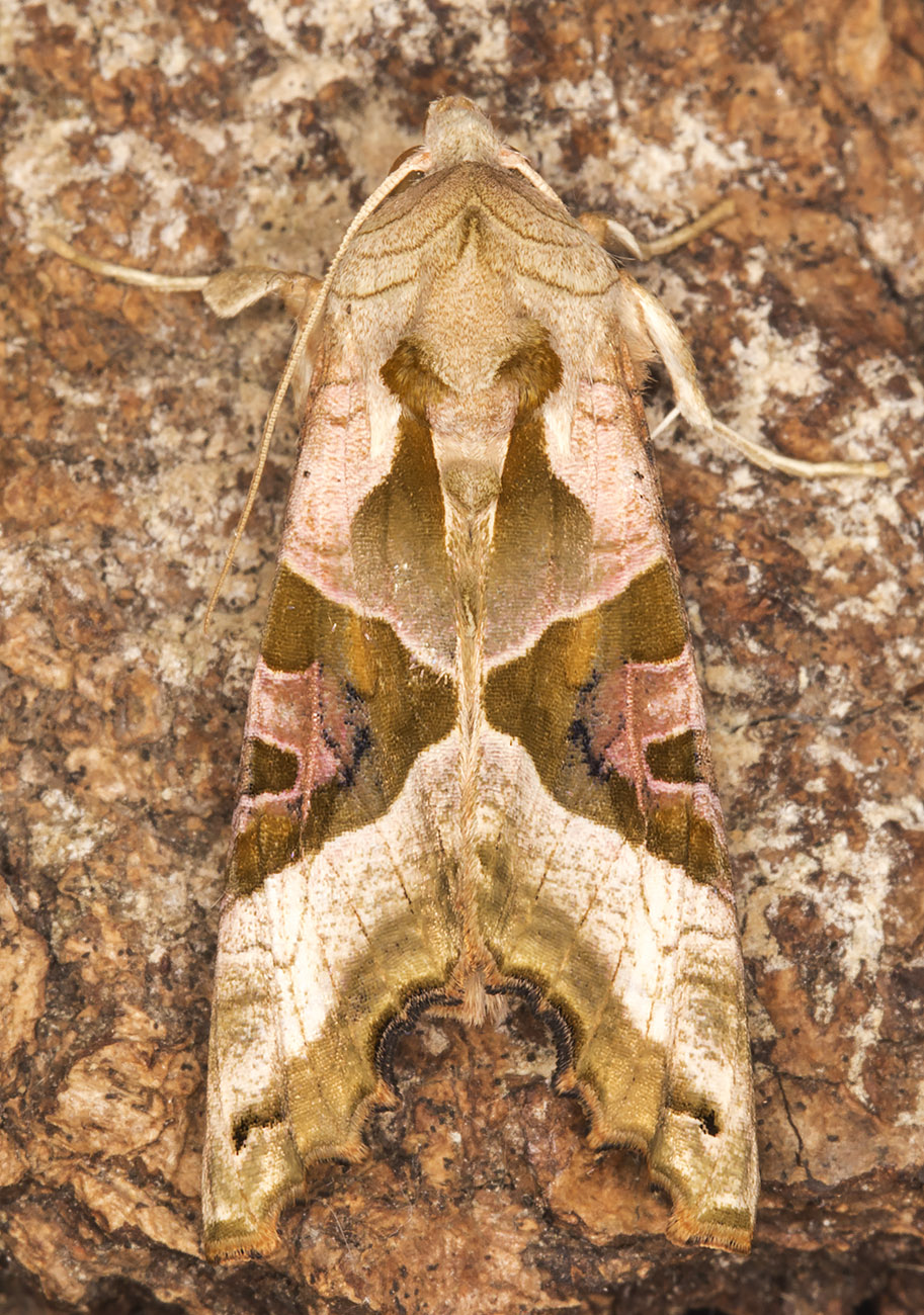 Angle Shades | Naturally