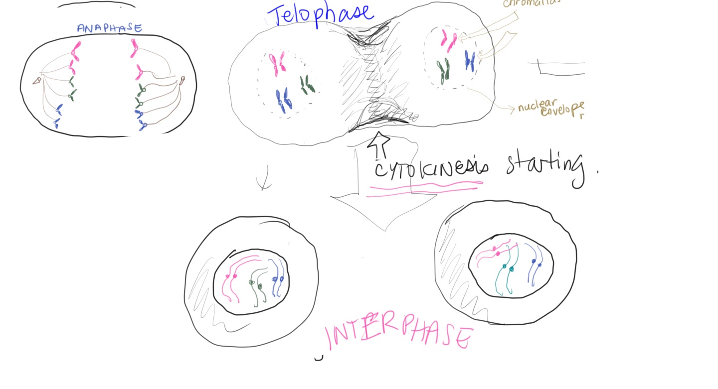 science 10 gladstone: Make a model of mitosis using pipe cleaners