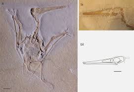 Geo Mestrepedia: AERODACTYLUS - UNIVERSO DE TITANS
