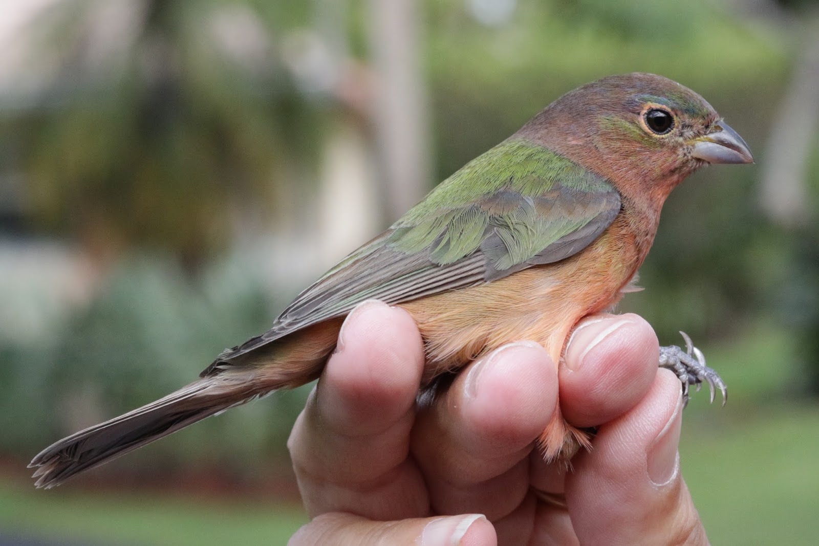Bird Banding: Learning From Birds In-hand: February 28, 2018