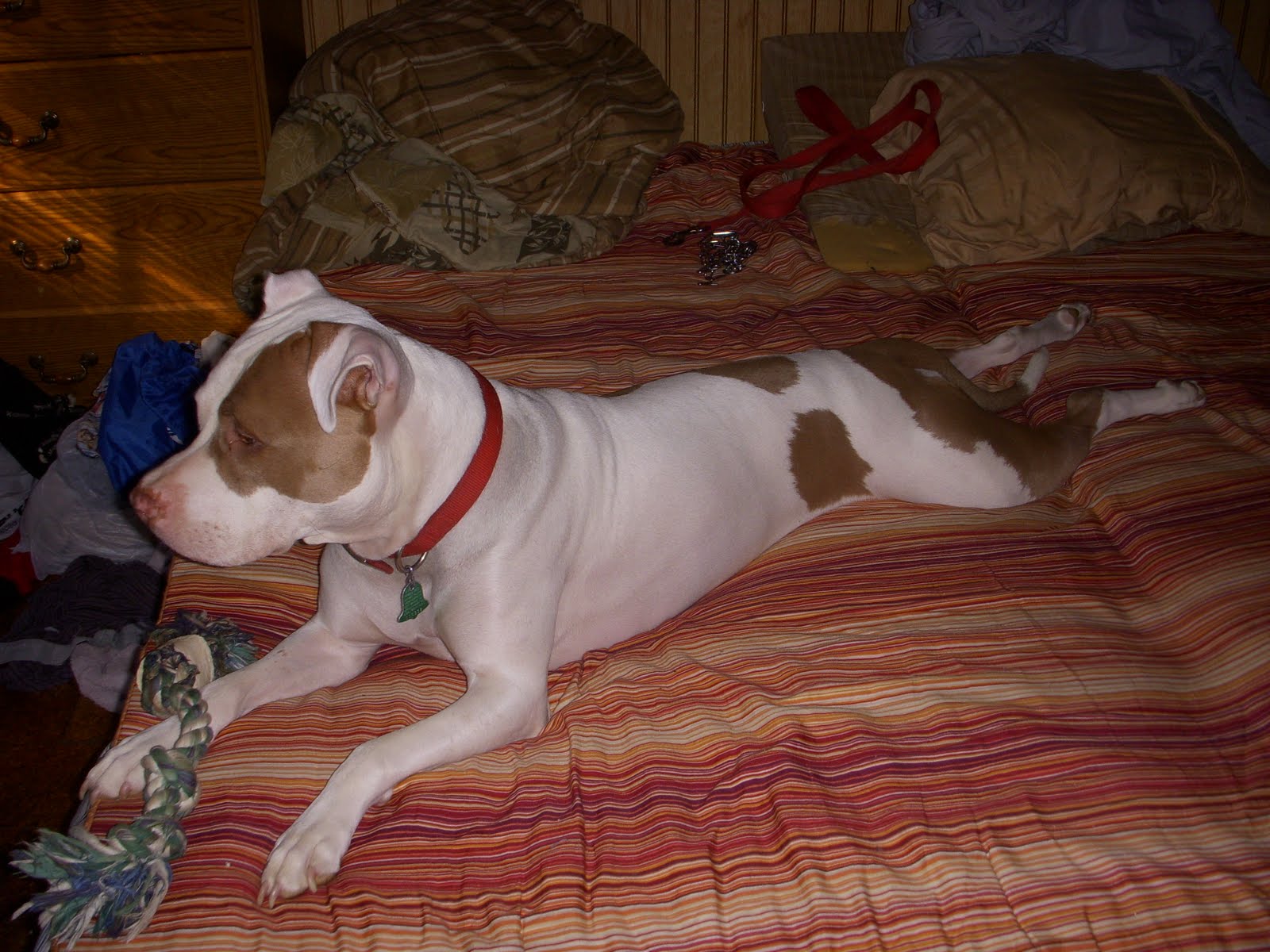 Pit Bull Frogs: Pit Bull Frog Photos