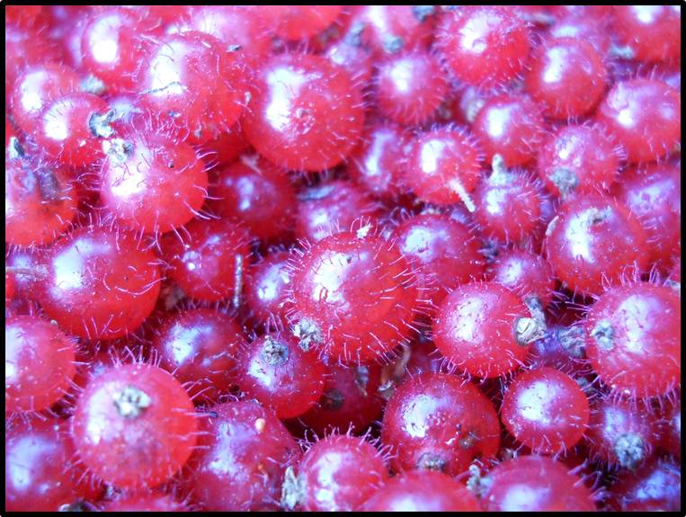 Savoir-faire à conserver: Pain doré à la tartinade/coulis de bleuets et ...