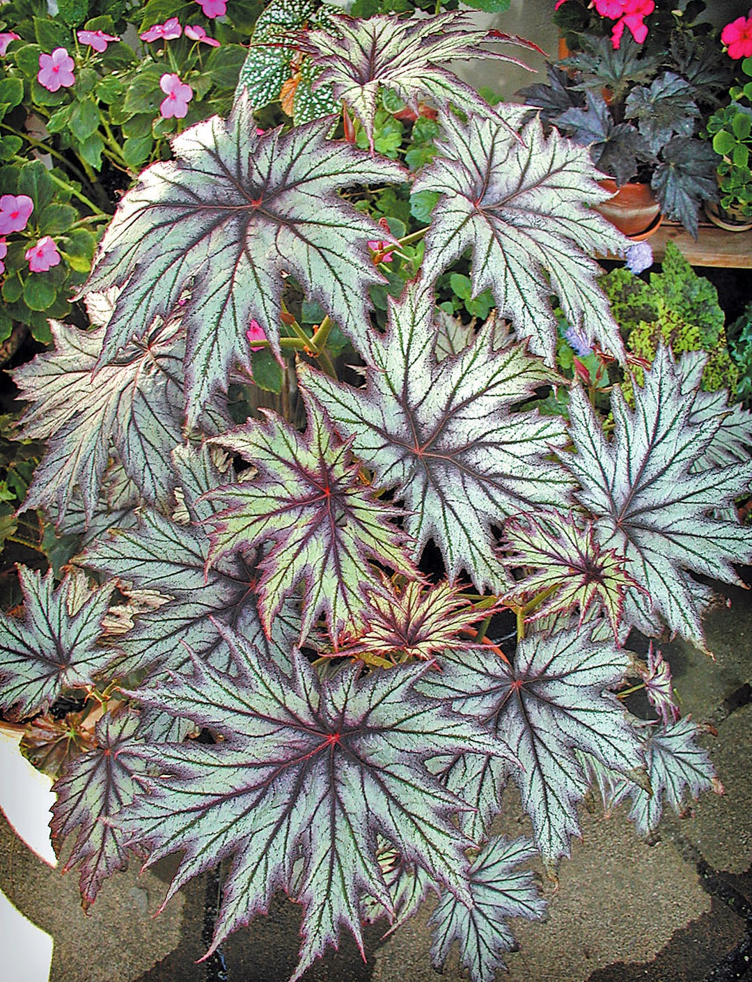 Всё о бегониях и не только...: Begonia 'Clown Around', Begonia 'Connee ...