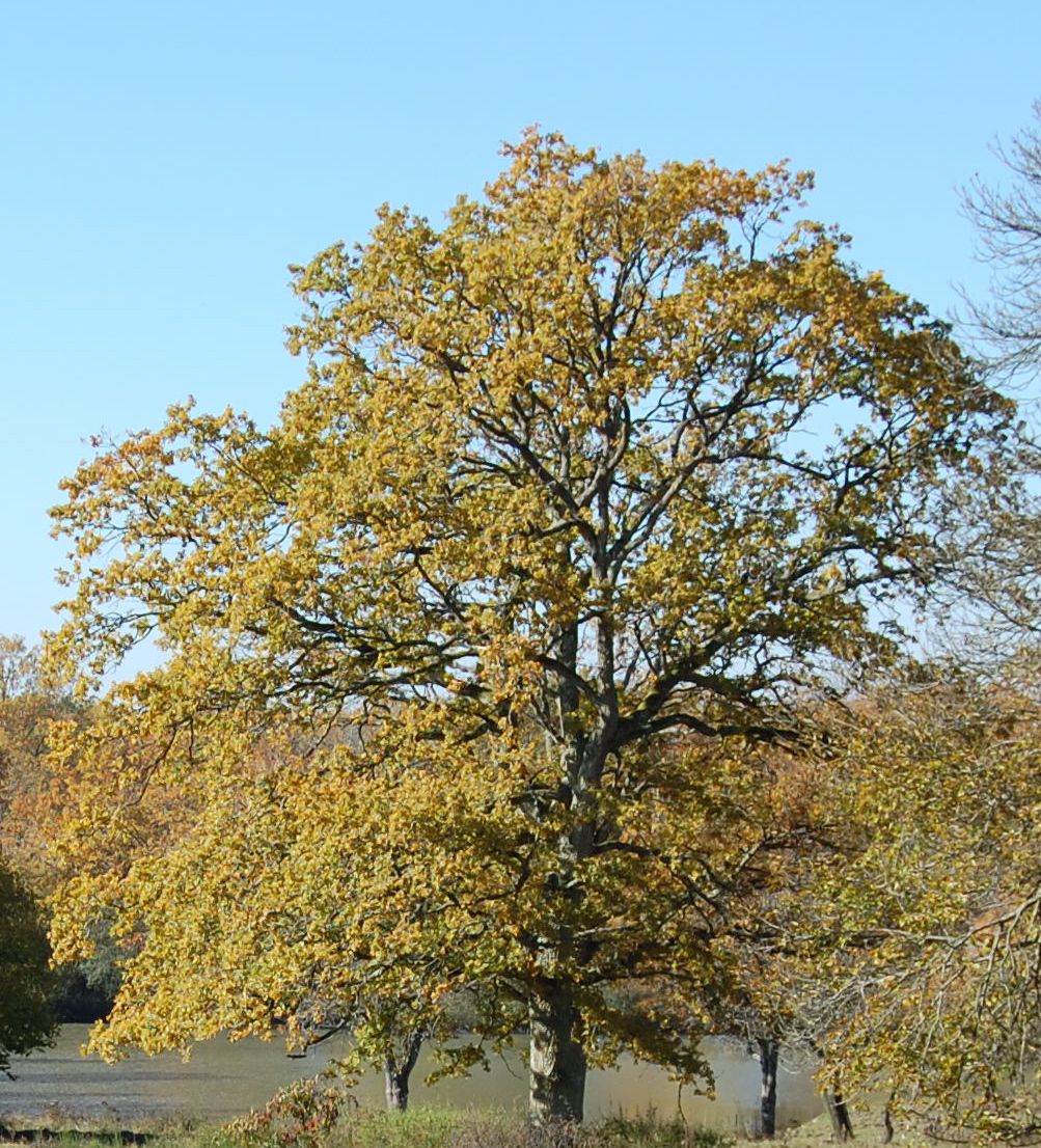 Naturetum: Castanea sativa
