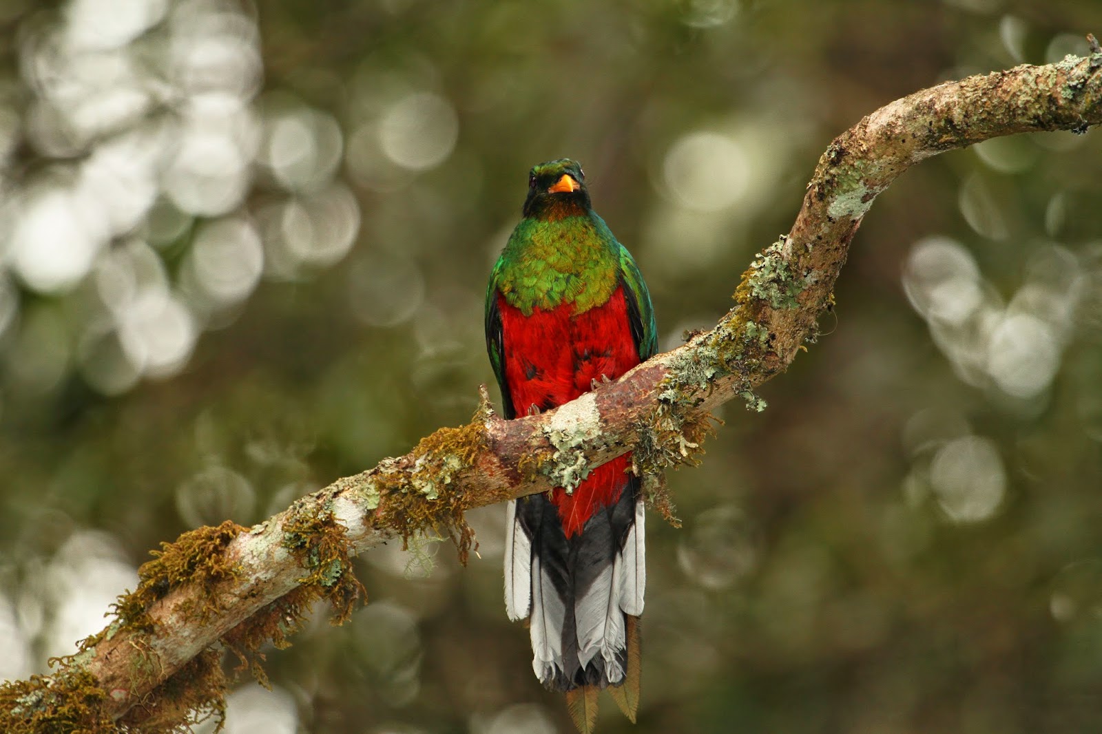 Nuestro bello mundo...: White-tipped Quetzal, male, Pharomachrus ...