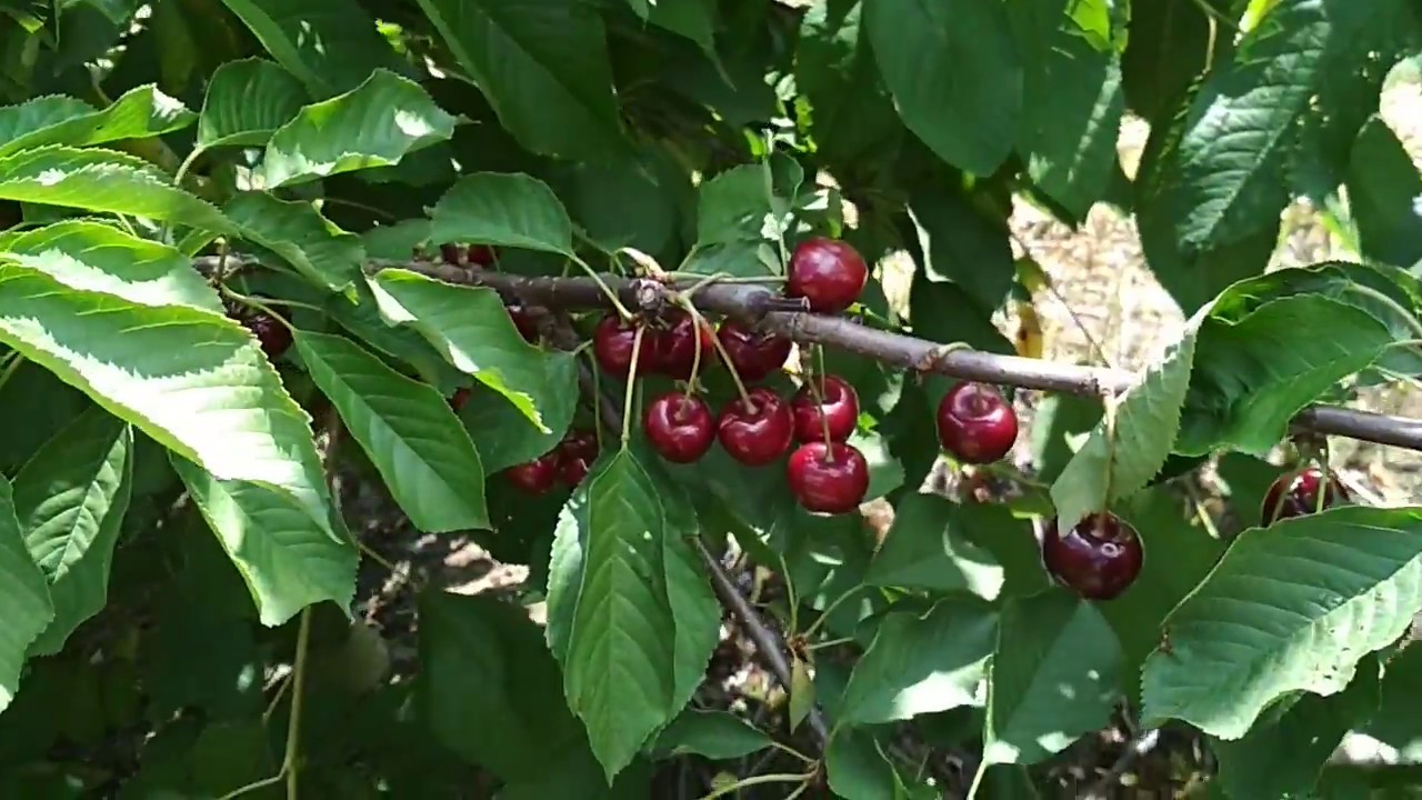 CU TRANDAFIRI: CIRES