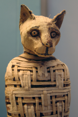 PICASSO'S BASEMENT: CAT Mummies?