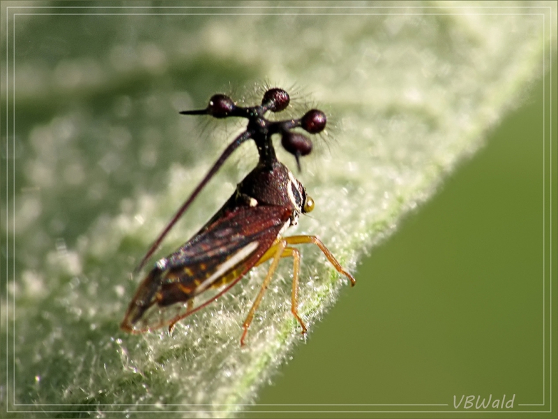 pixpeedia: The ugliest insects in the world