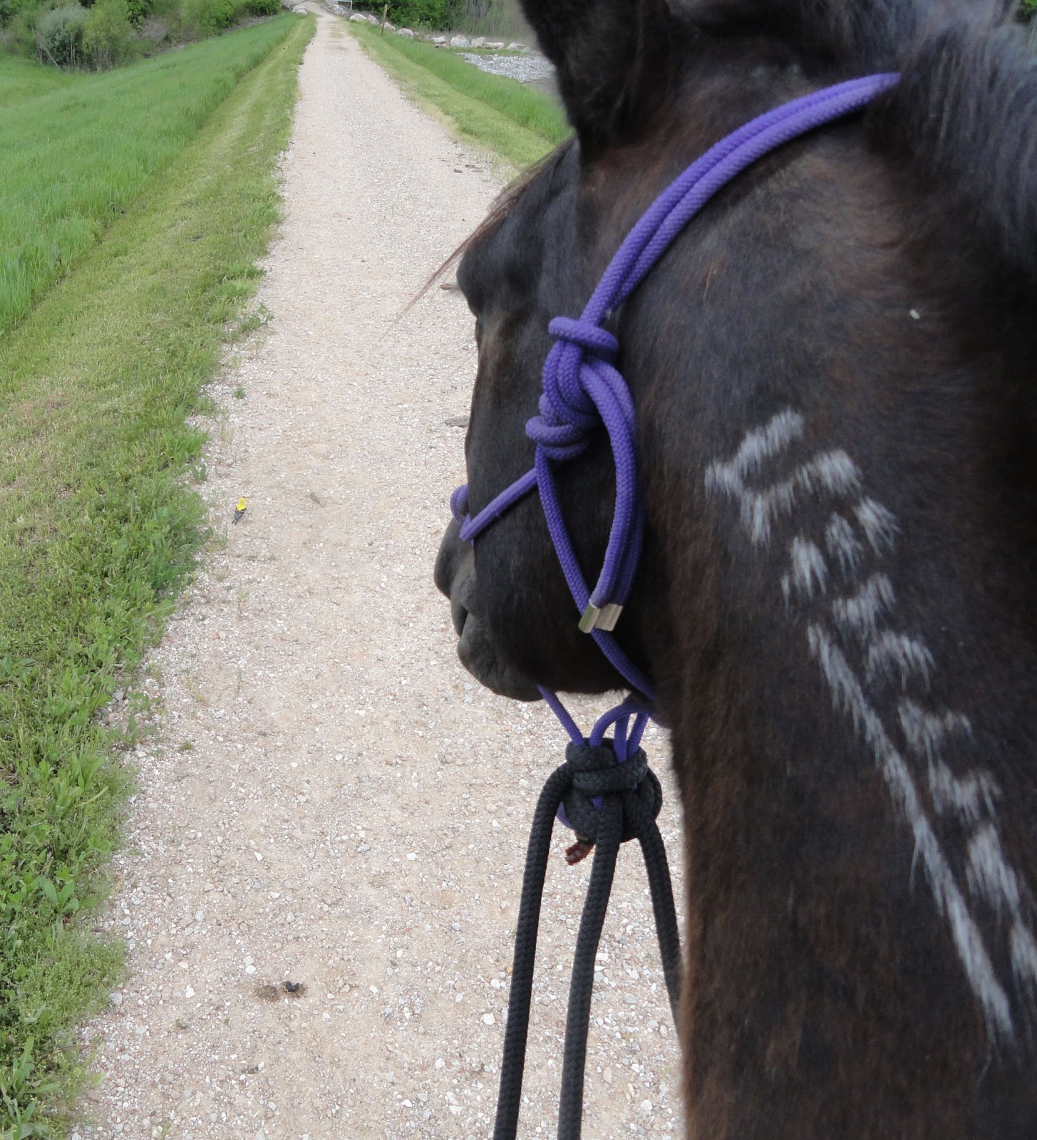 Mustang Dreams....: Tripp says "Apparently iNuNciation is important ...