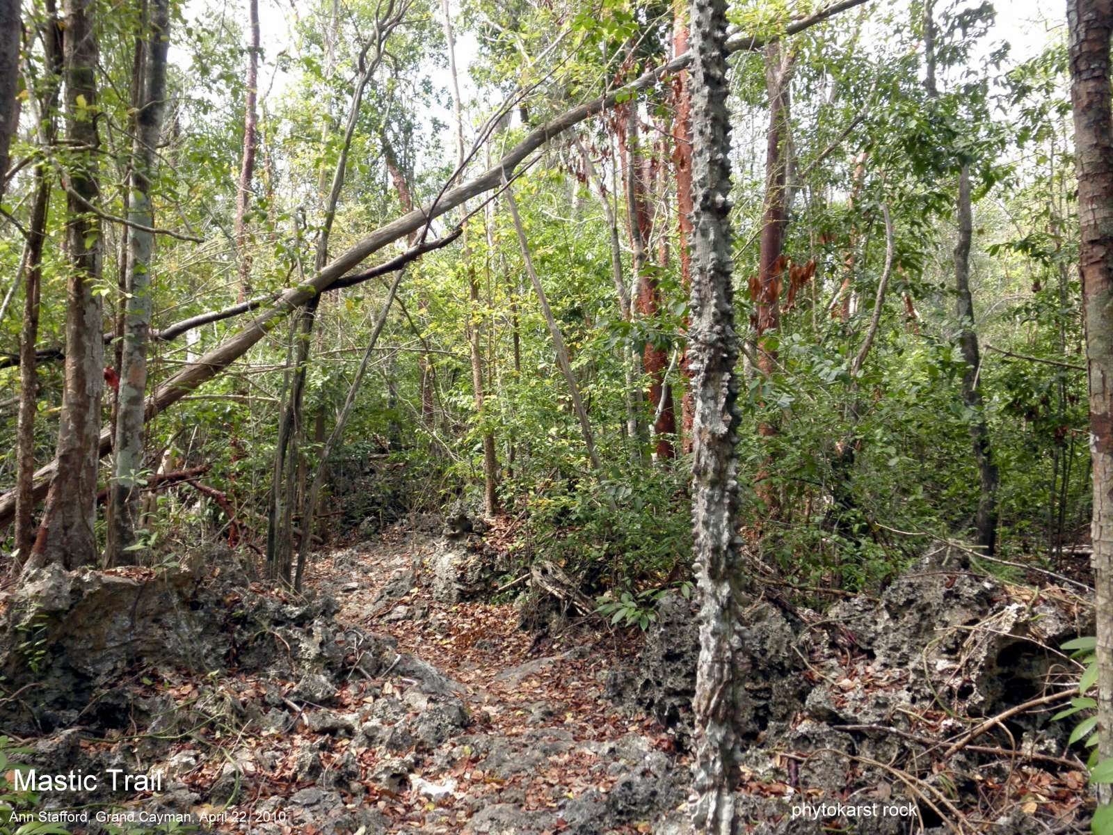 CaymANNature: Cayman Rocks – Caymanite and Phytokarst