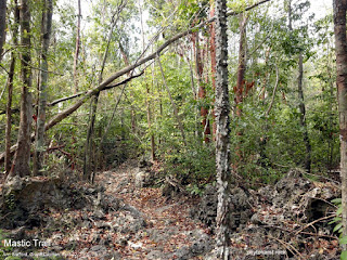 CaymANNature: Cayman Rocks – Caymanite and Phytokarst