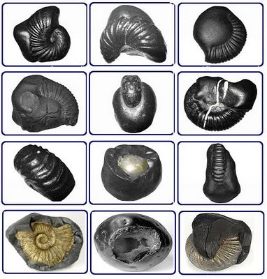 CHODAVARAMNET: AN ARTICLE ON SALAGRAMAM - shaligram, shaligram stone ...
