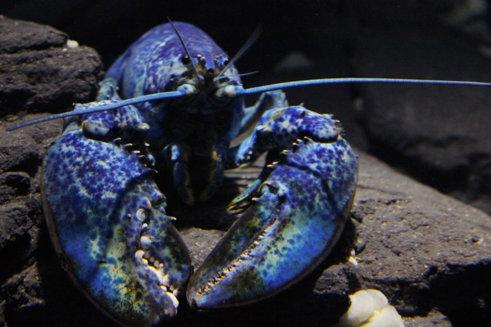 love me simply: ripley's toronto aquarium