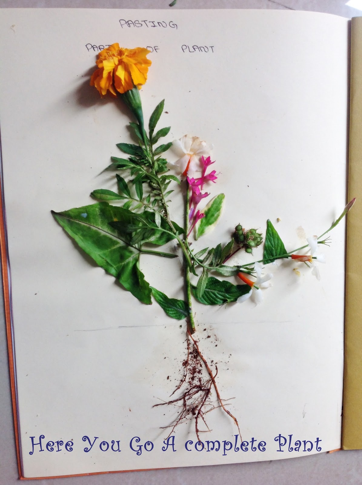 Lakshya: The Aim Of My Life: School Project: Parts Of Plant