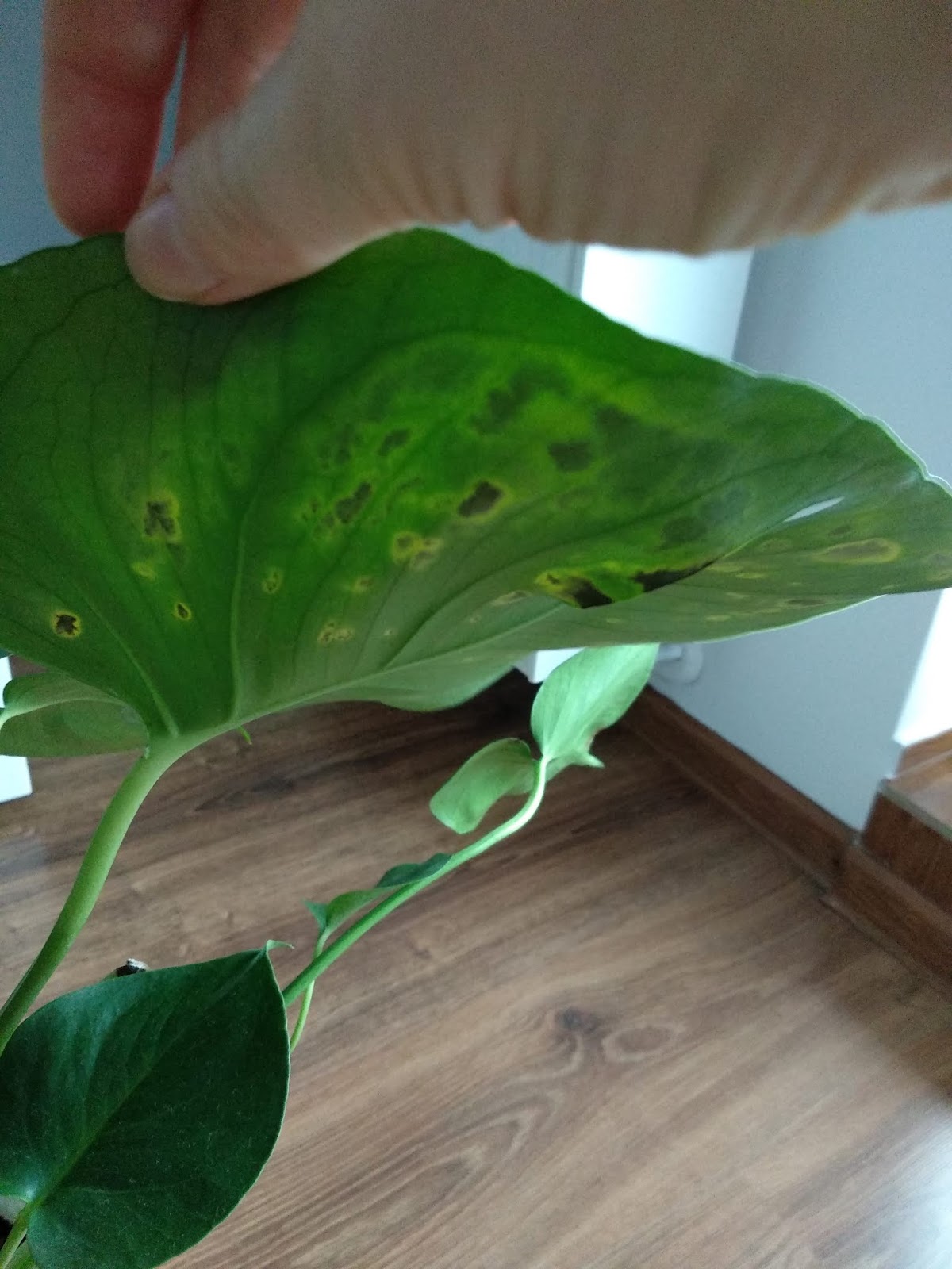 Magiczny świat roślin