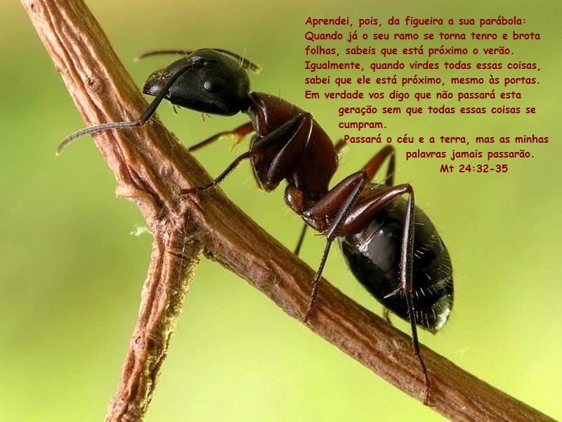 Shekinah: PALAVRA: O TEMOR DO SENHOR É O PRINCÍPIO DA SABEDORIA Pv 1.7;