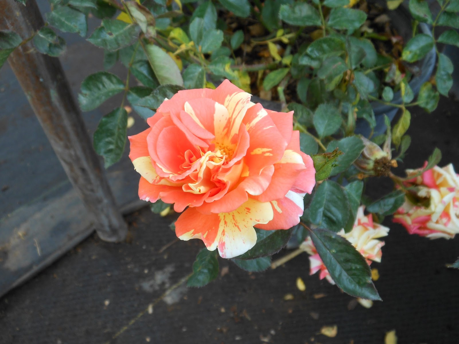 Come and Smell the Roses!