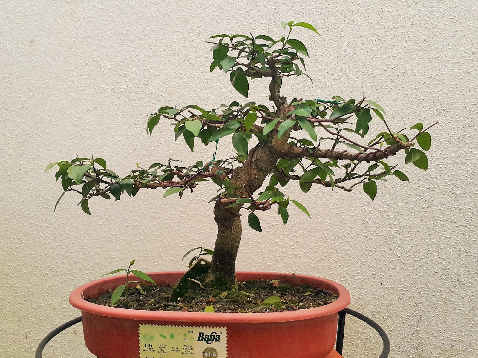 blog of amir rofie: Bonsai: Santalia1 Re-pot (Aug 2017)