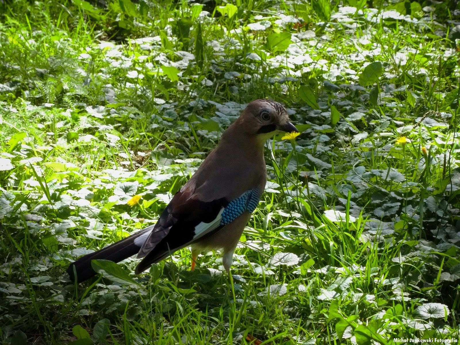 Park Skaryszewski - Lato - Michał Jankowski Fotografia