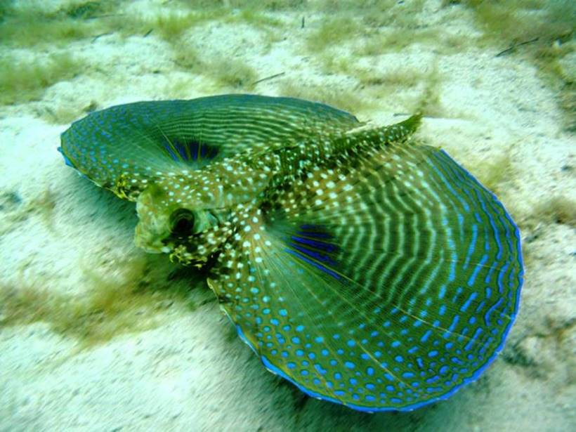 The Flying Gurnard Fish | Dactylopterus volitans