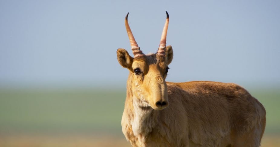 Unique Facts And Information: Saiga antelope An Amazing animal that ...