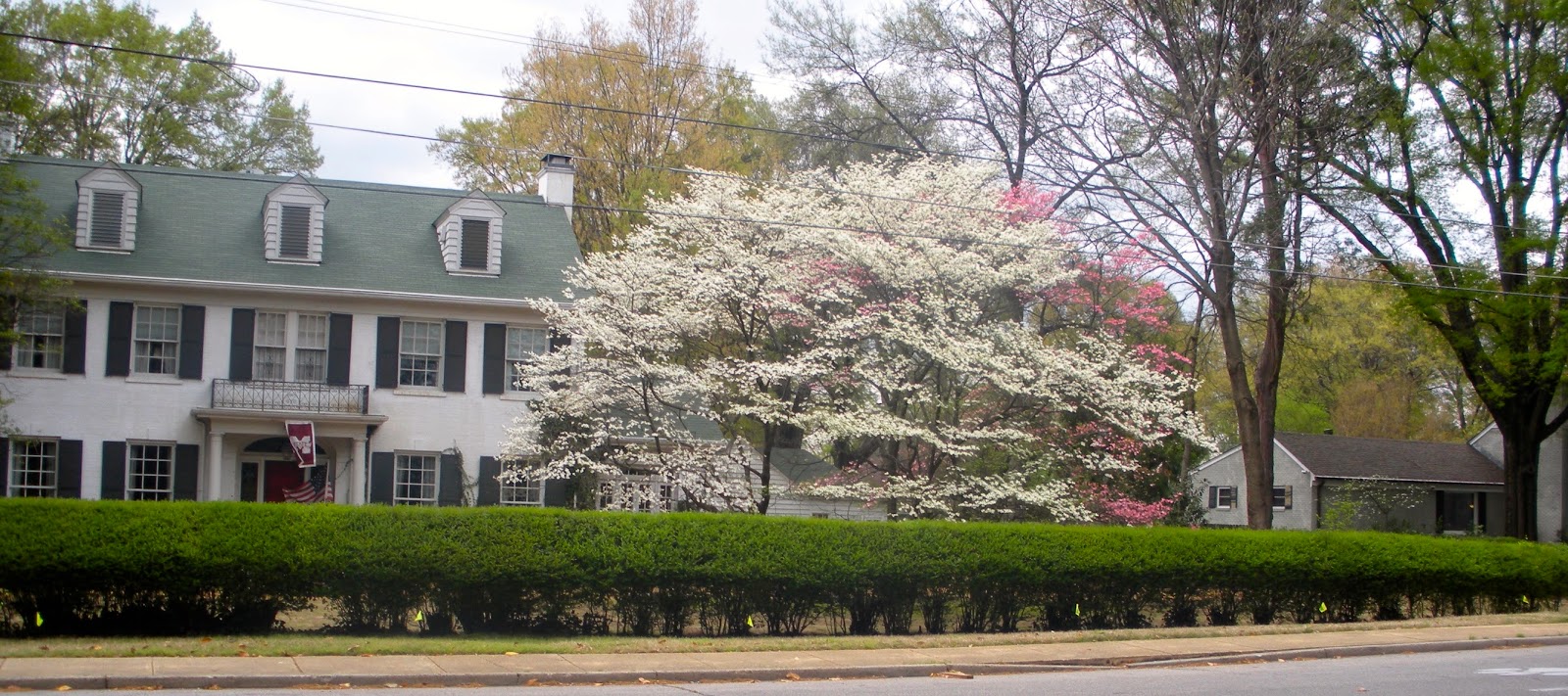 Memphis Trees: April Comes to Memphis
