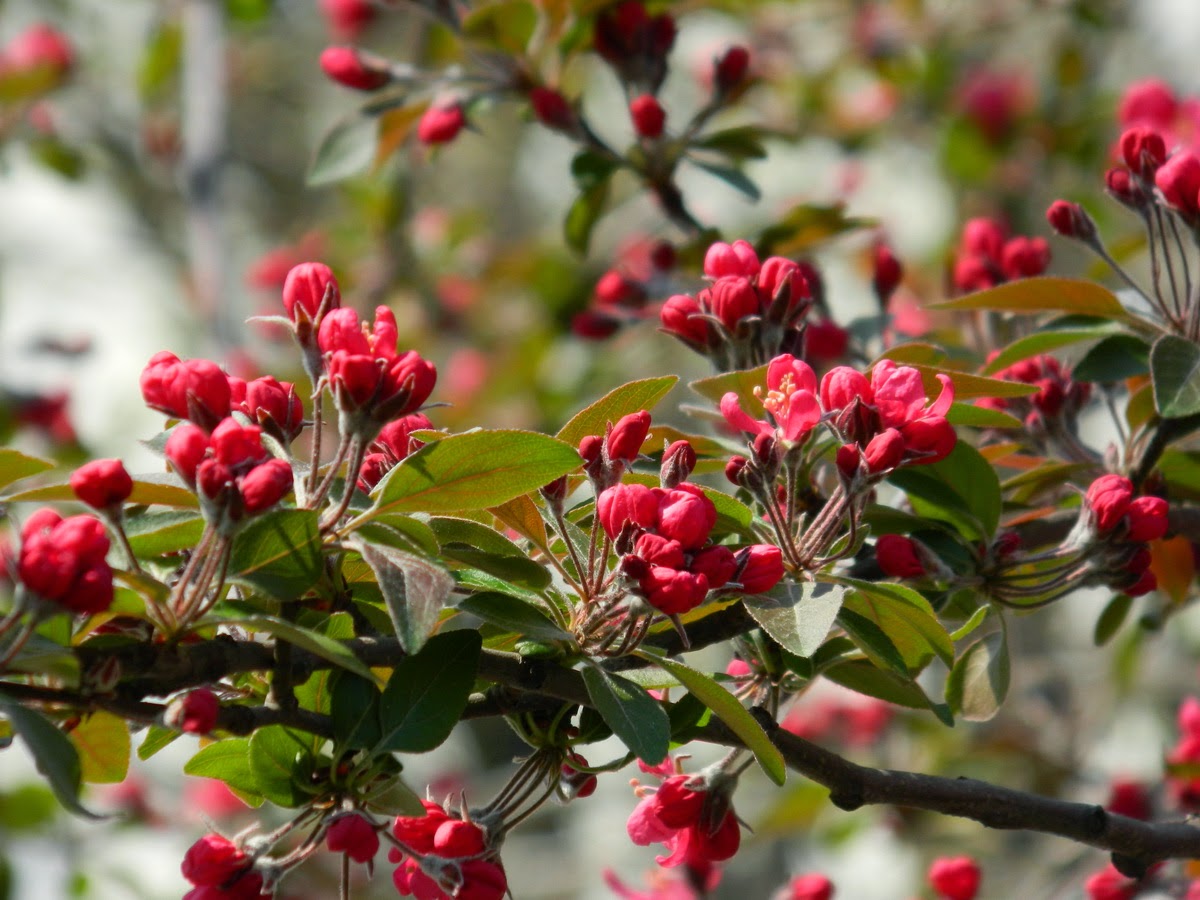 LA MULTI ANI, ROMANIA!: Crengi cu flori rosii