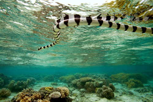 Binatang Laut Yang Paling Berbahaya Di Dunia | mencoba