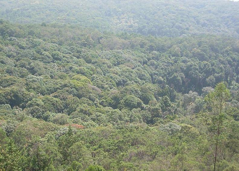 Tamilnadu Tourism: Mathikettan Solai, Kodaikanal