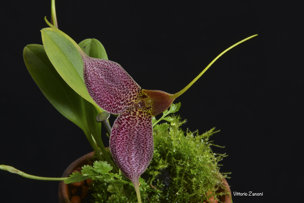 Masdevallia decumana care and culture | Travaldo's blog