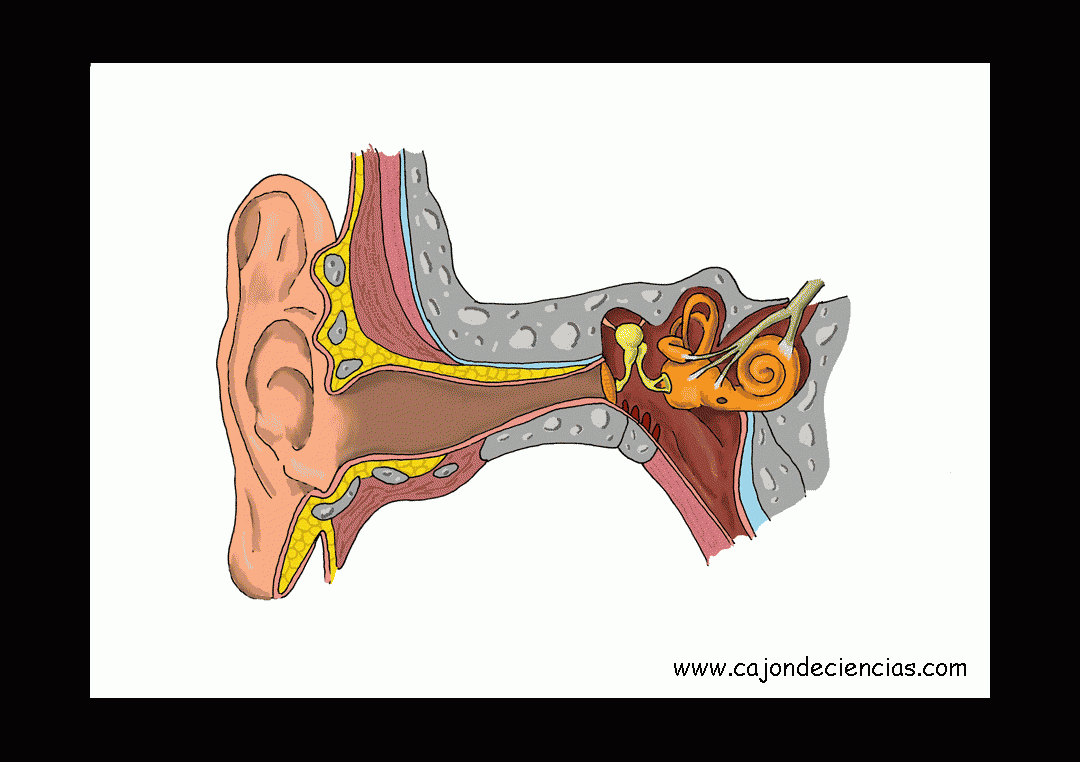 Fly me to the broom: Sentido do oido