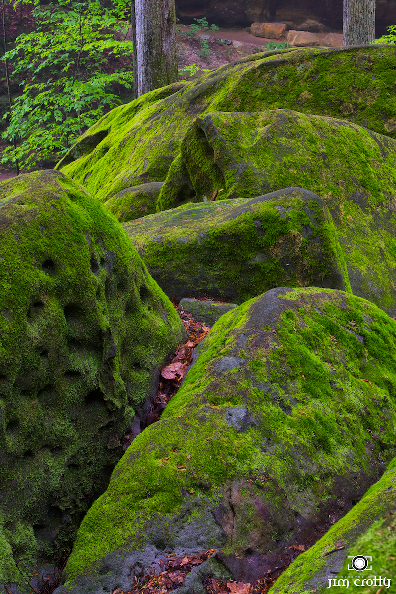 Pixels and Pics: Spring Nature Photography is Best in the Rain