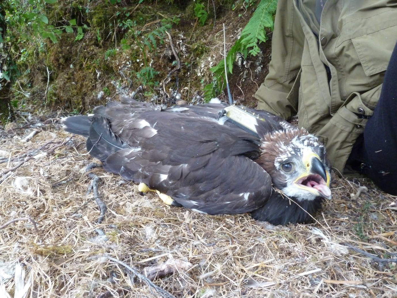 Golden Eagle tracking