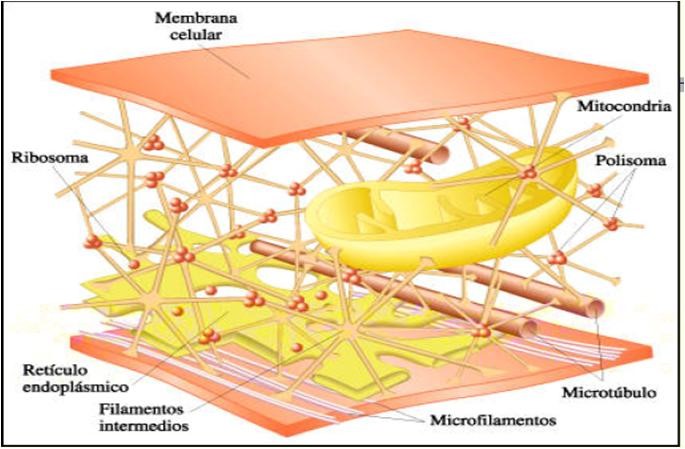 BIOLOGÍA CELULAR: MICROTUBULOS