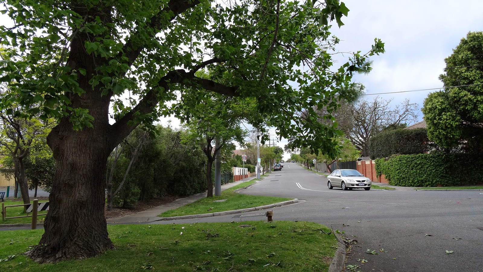 MAP: MELBOURNE STREET TREES 48 - TULIP TREE