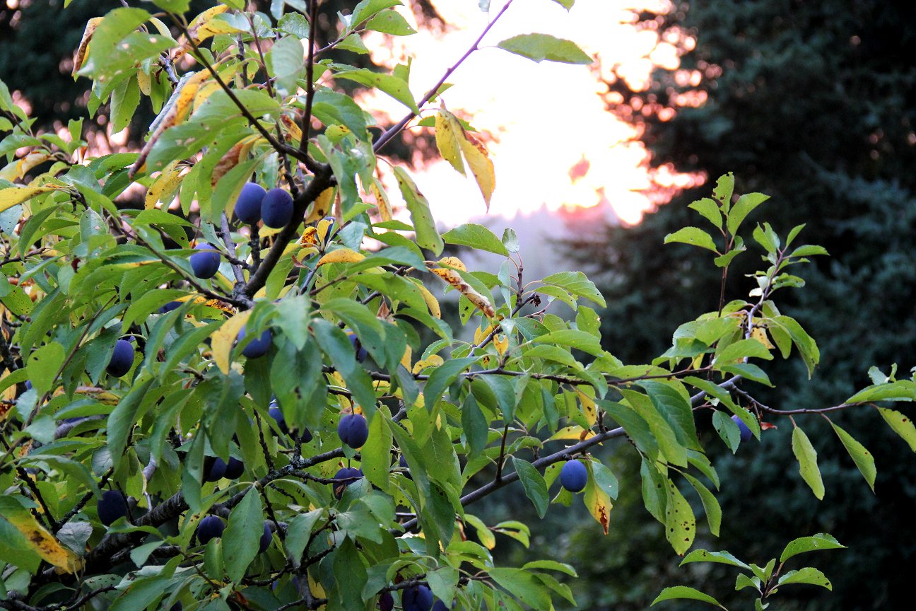 My Heartstring: Italian Plums