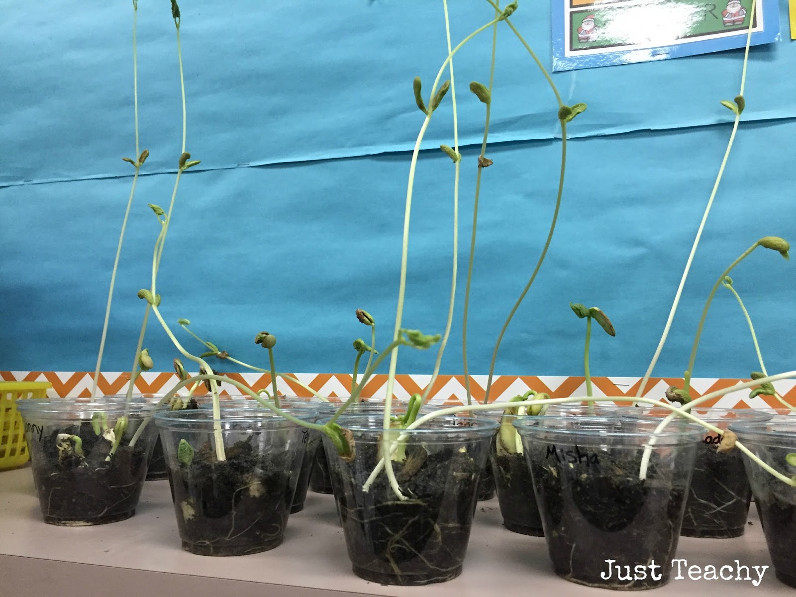 Plants | Just Teachy