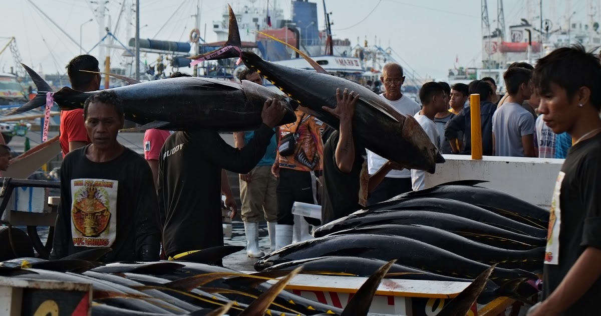 Tuna Everyday at General Santos City Fish Port | SOCCSKSARGEN ...