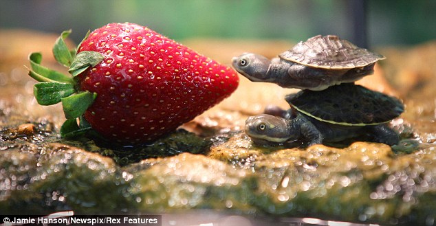 How sweet is that? Baby turtle perches on top of succulent strawberry ...