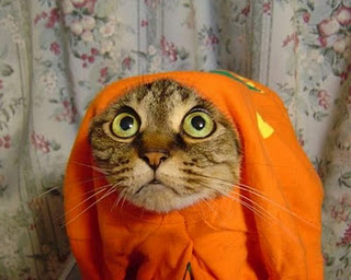 Funny Image Collection: Very Creative and Funny Cat Halloween Images!