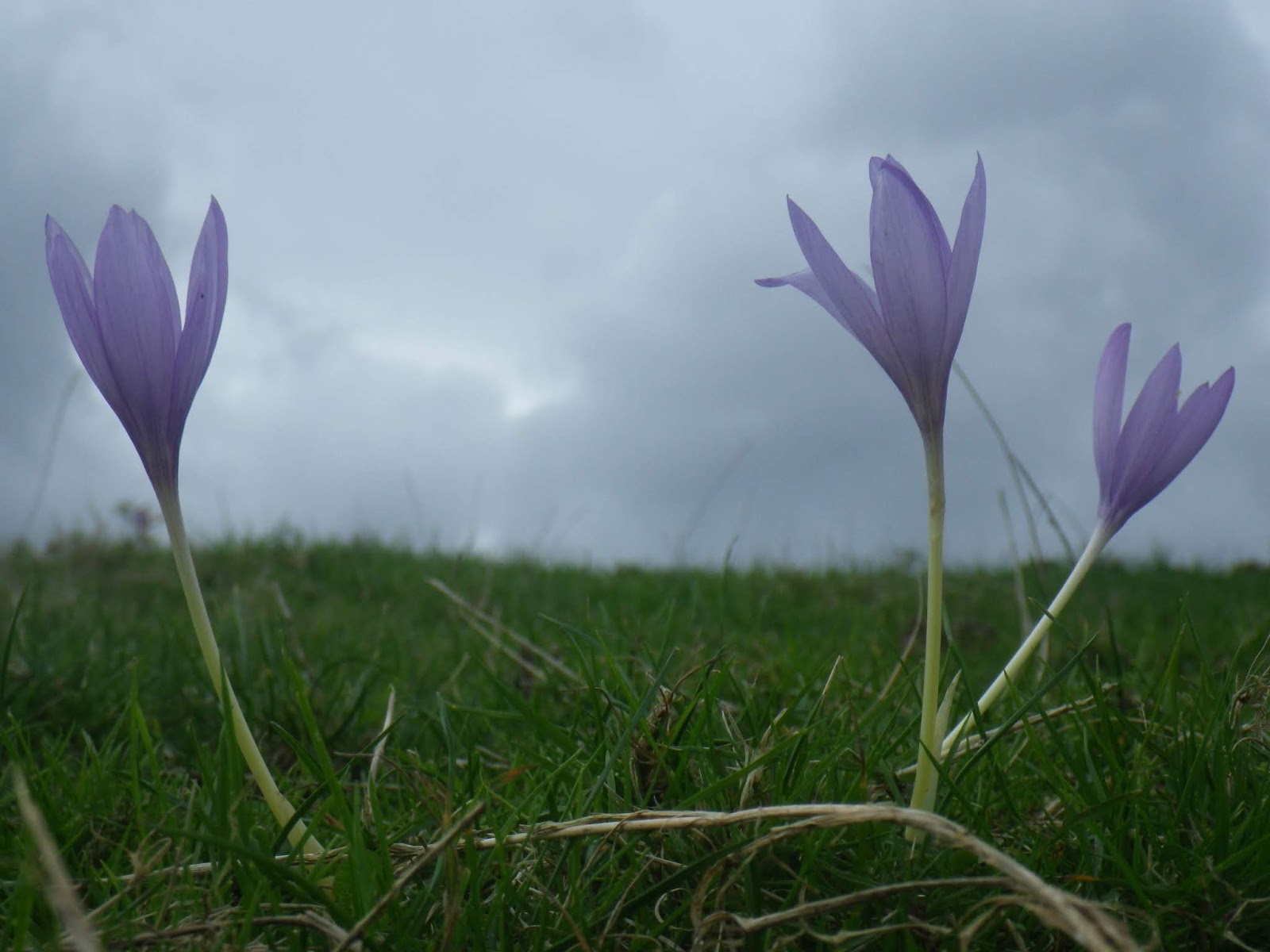 AZAFRAI ZANGARRA: UDAZKENEKO LOREA/ El falso azafrán colorea el otoño
