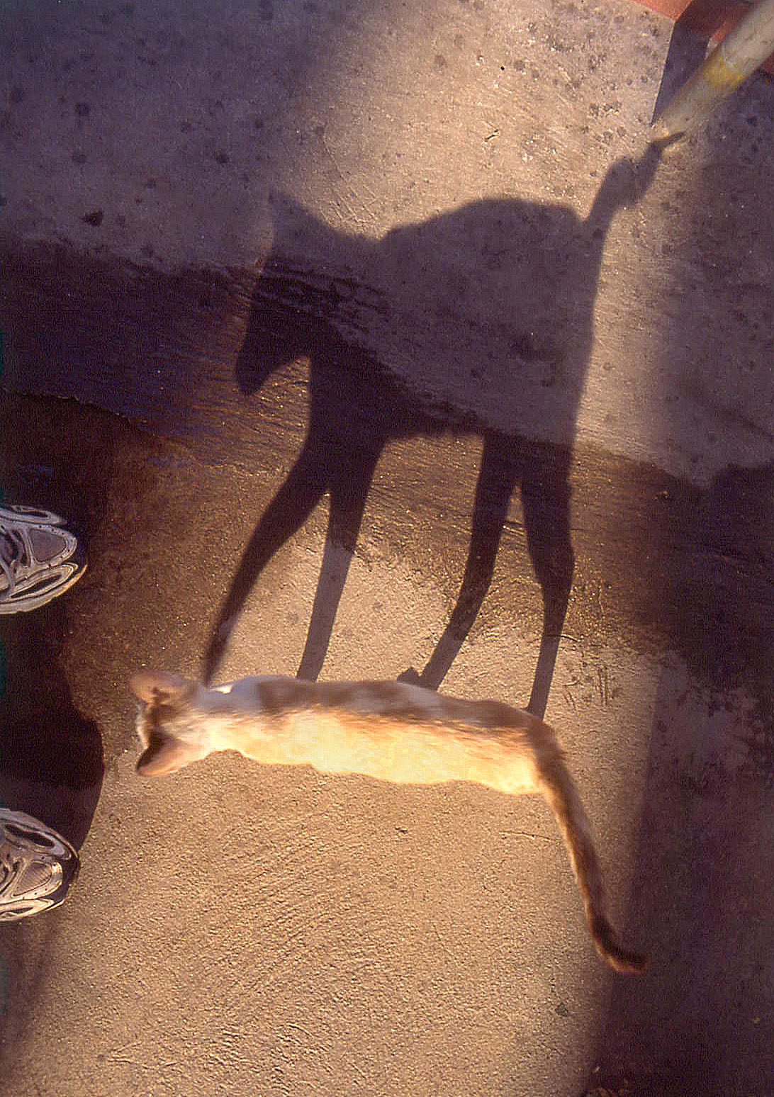 Thai Street Life: "Cat Shadow” Photograph