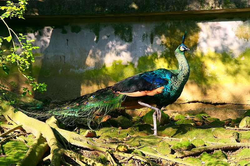 Wait! I Have a Blog?!: Peafowl & Poetry