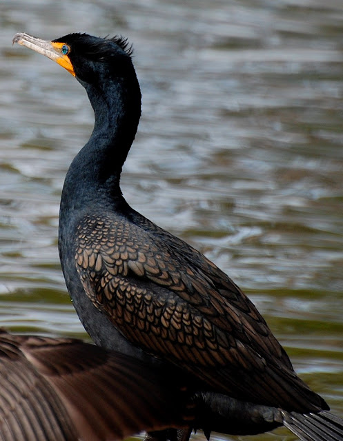 Birding Is Fun!: Here There be Sea Dragons!