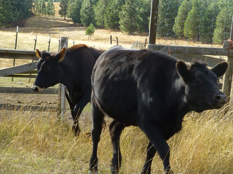 Rural Revolution: Fall cattle roundup