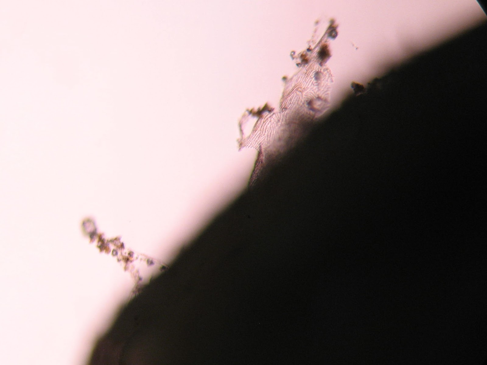 TAMU_PLPA631_FungalBlog_LornaNissen: Lab 4